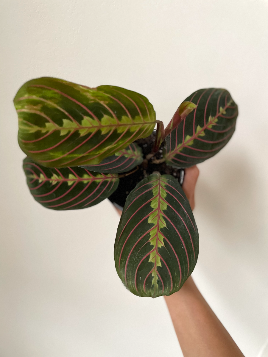 Maranta Leuconeura 'Herringbone' – Dirt Bag